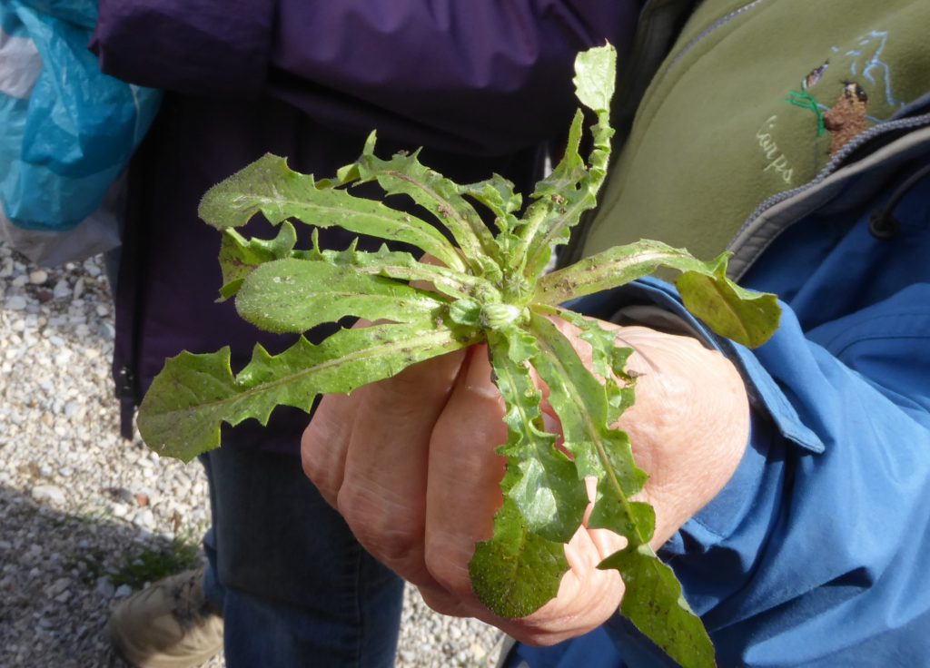 Les salades sauvages à Montfort - Association "Mille et une Feuilles"
