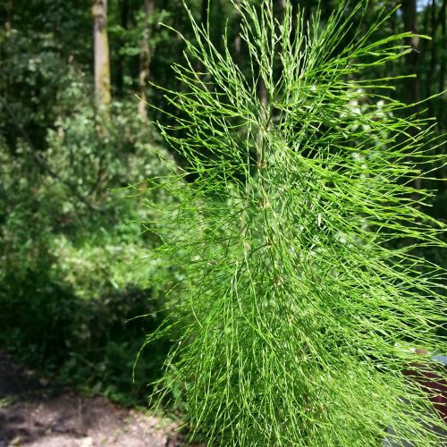 Les prêles - Association "Mille et une Feuilles"